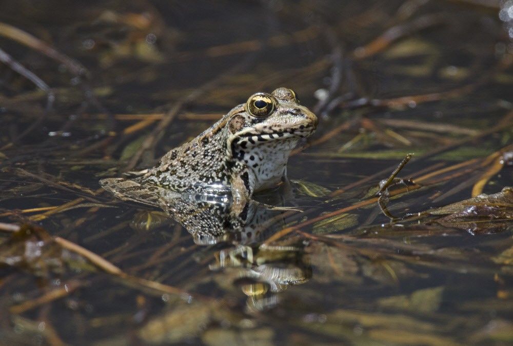 GeenStijl: Wetenschappers waarschuwen voor de EXOTISCHE MEERKIKKER