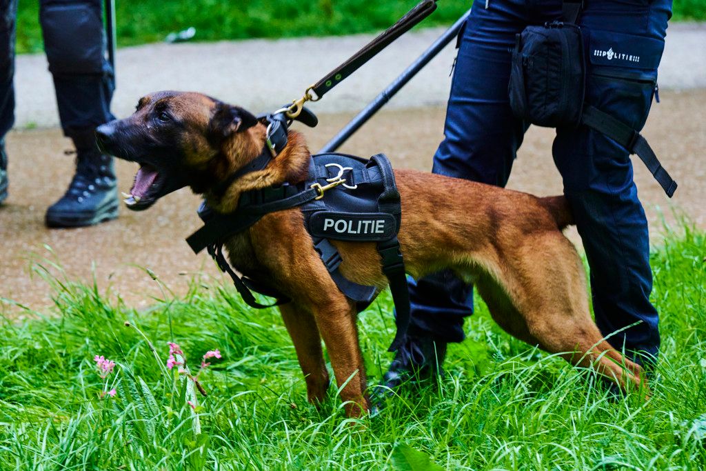 GeenStijl: AD begint War on Politiehond