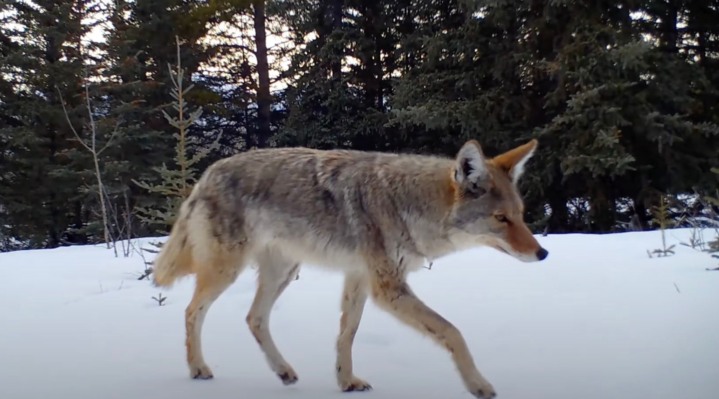 GeenStijl: Kom dieren kijken op de Yukon Wildlife Cams